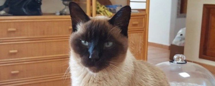 Help requested to find a lost cat in El Cable