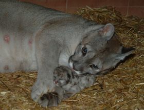 Una cría de puma es el nuevo miembro de la familia del Rancho Texas