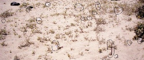 El Club Camper La Hubara de Lanzarote denuncia el estado de las playas