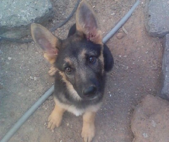 Looking for Nara, a three-month-old German Shepherd who got lost in Tahíche