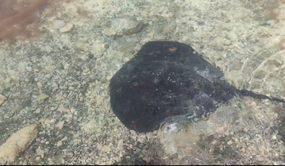 Un chucho sorprende a los bañistas