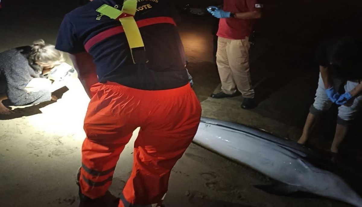 Hallan un delfín varado en una de las playas de Puerto del Carmen