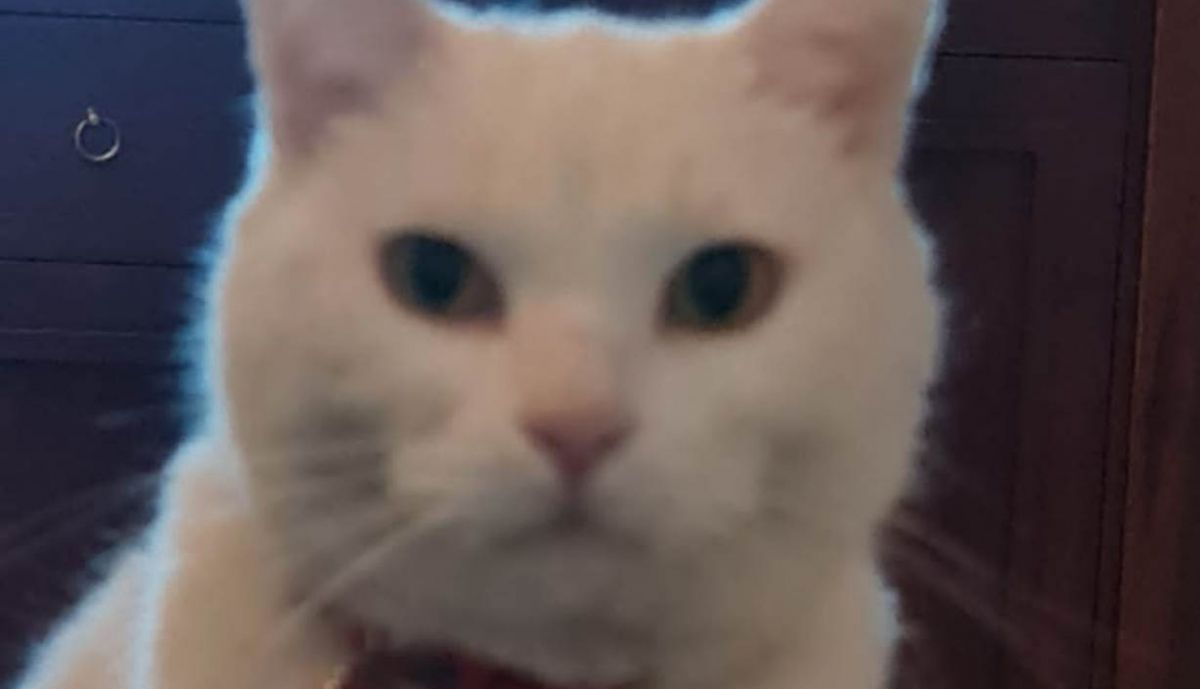 Pide ayuda para buscar a su gato perdido "Lucas"