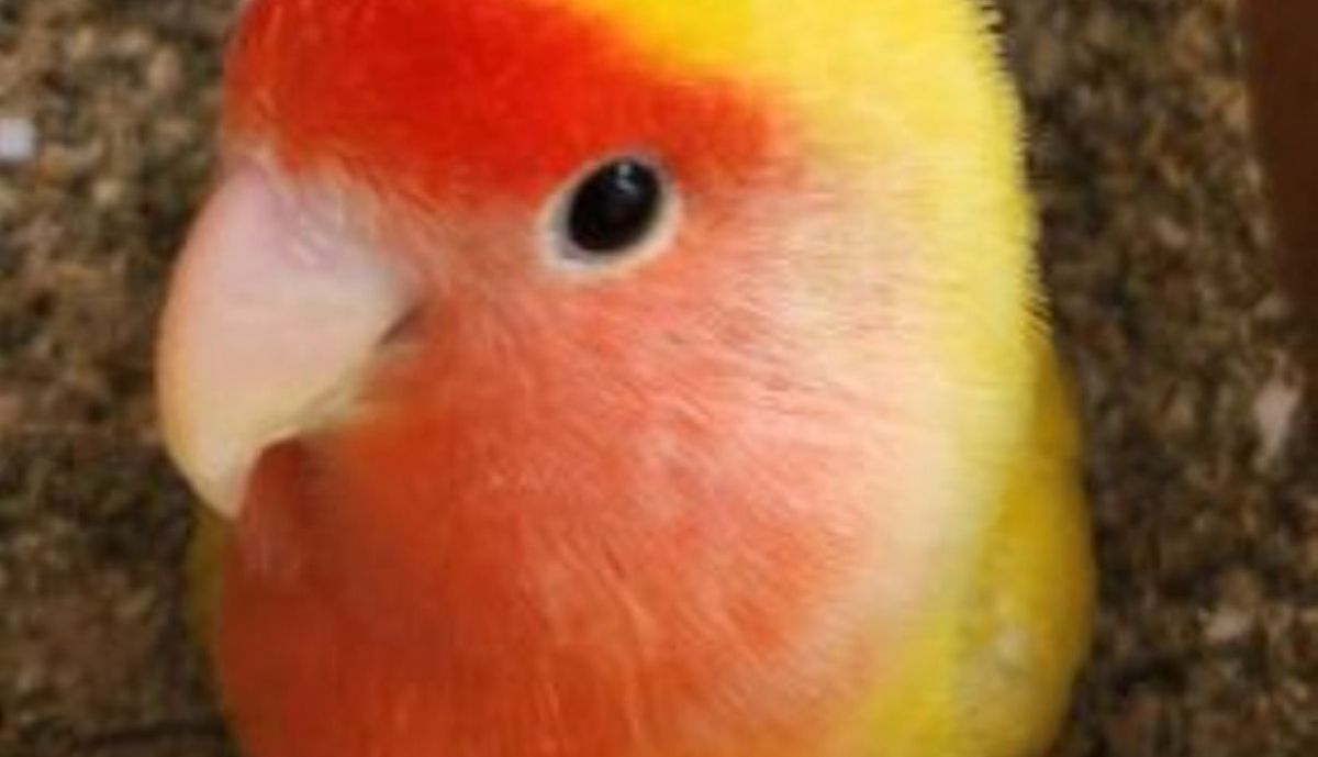 Piden ayuda para encontrar a "Pika", un inseparable perdido en Puerto ...