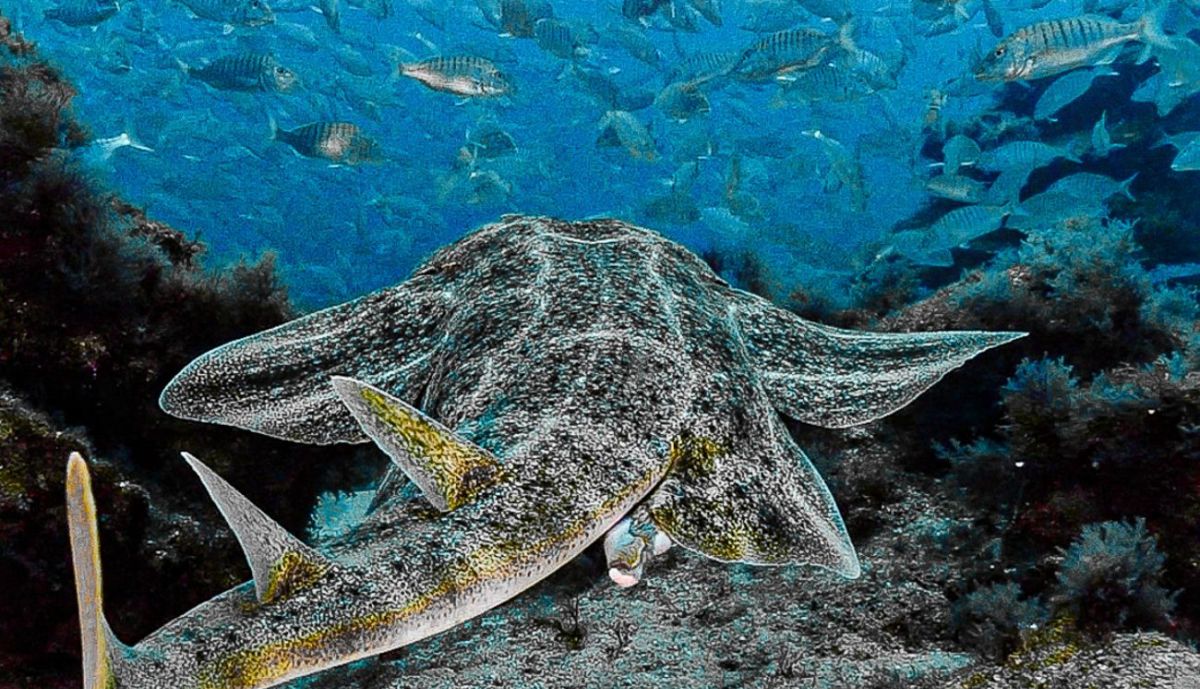 El tiburón ángel, la especie en peligro crítico de extinción que halló ...