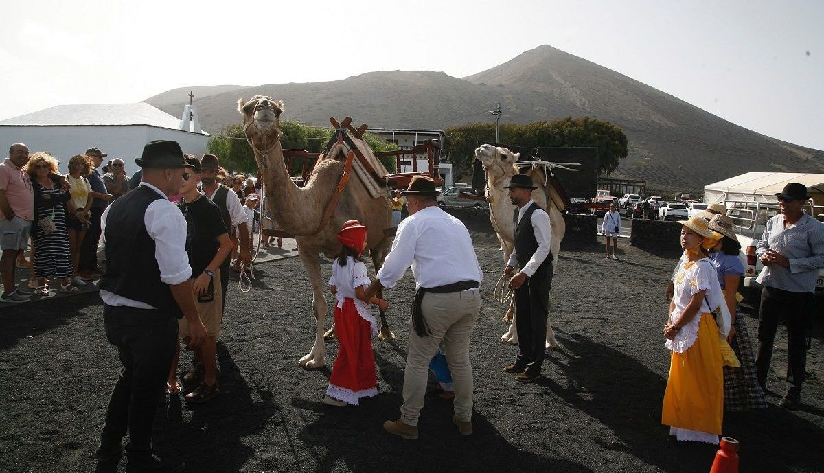 La vendimia tradicional con camellos regresa a La Geria