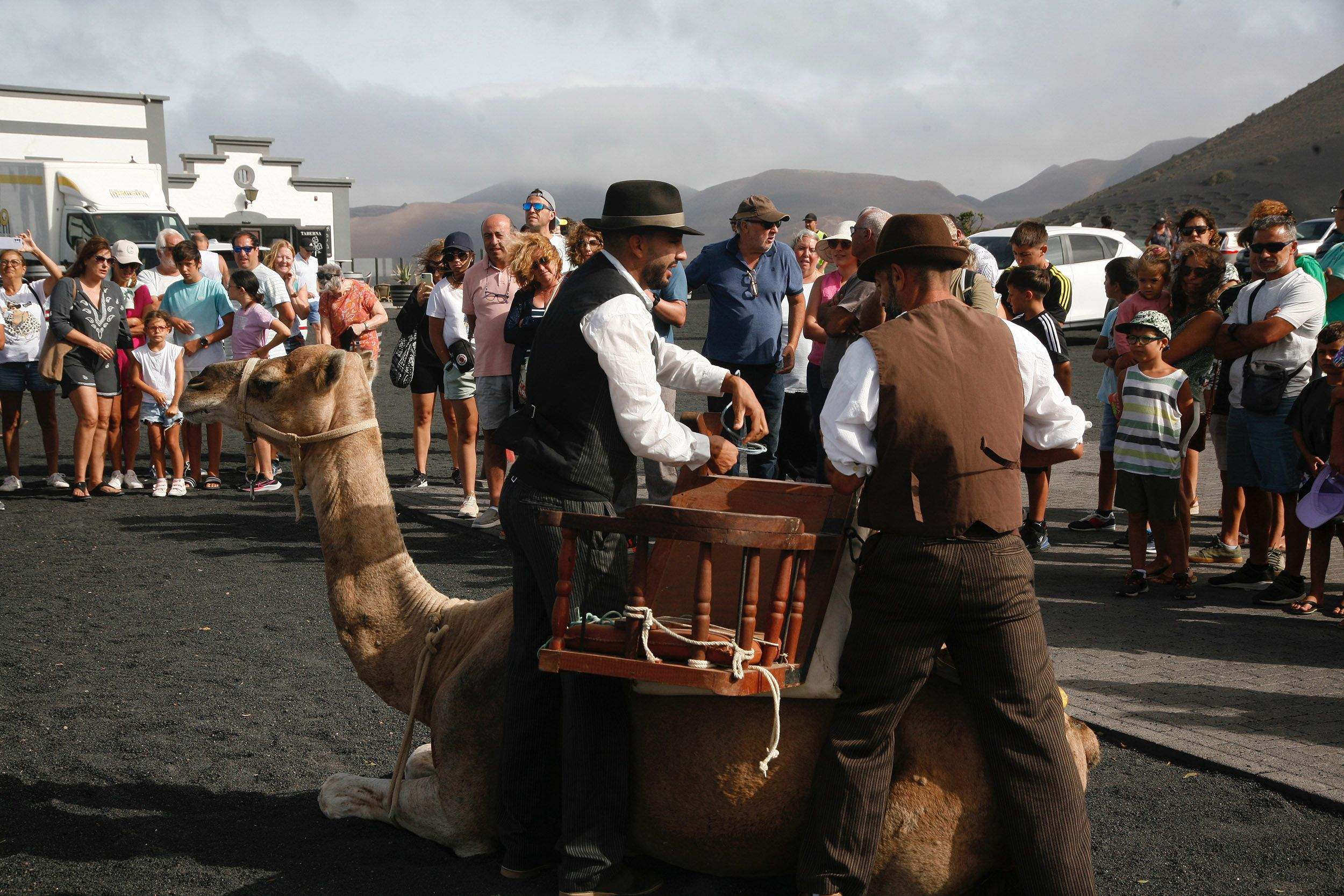La vendimia tradicional con camellos regresa a La Geria
