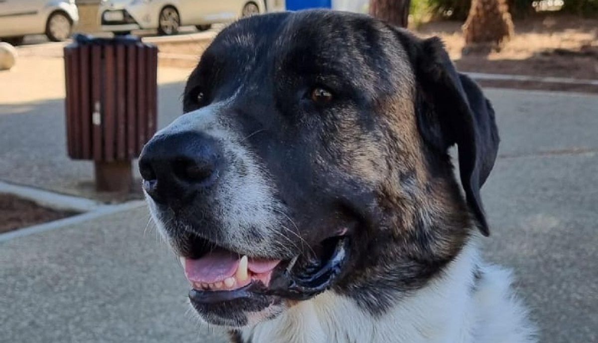 Buscan hogar para Hans, un perrito "muy noble" encontrado en Yaiza