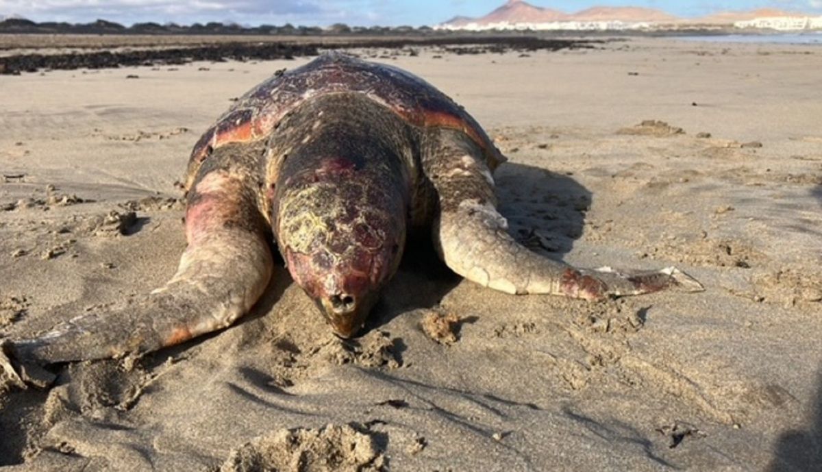 Aparece muerta una tortuga 'Caretta caretta' en la playa de Famara