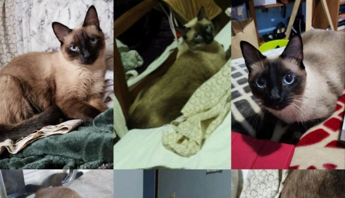 Ofrece 200 euros por encontrar a Cleo, la gata perdida en Playa Blanca