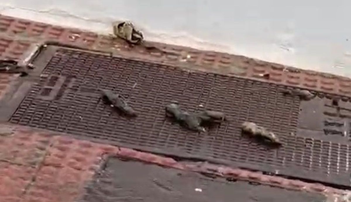 Ratas muertas en las calles de Arrecife a causa de la lluvia