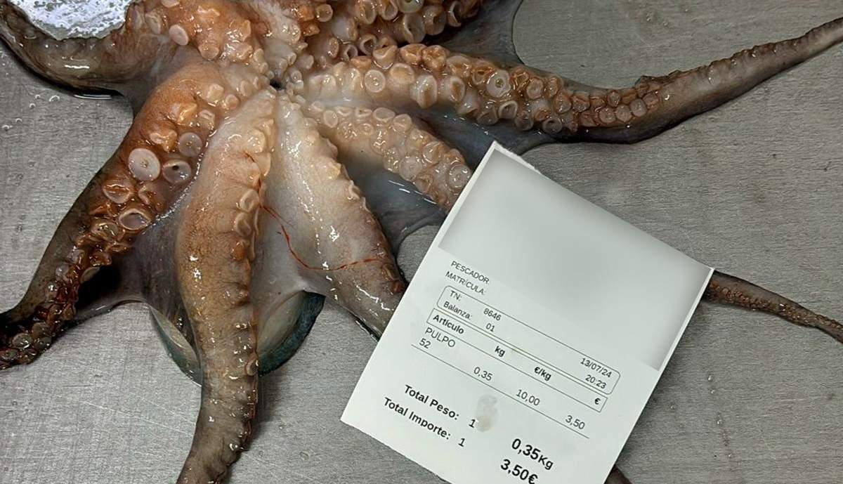 Pillado con 27 kilos de pulpo que pescó de forma ilegal en Canarias