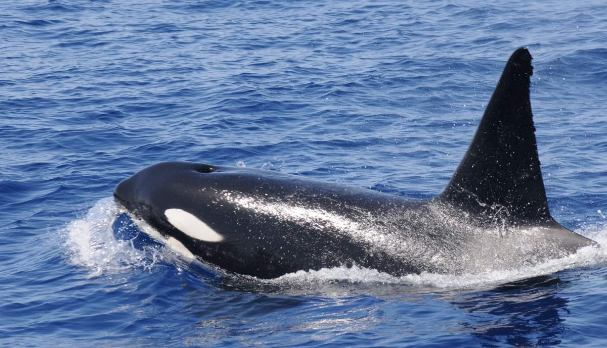 The dichotomy of Lanzarote: a privileged place for cetaceans, where collisions with ships are ...