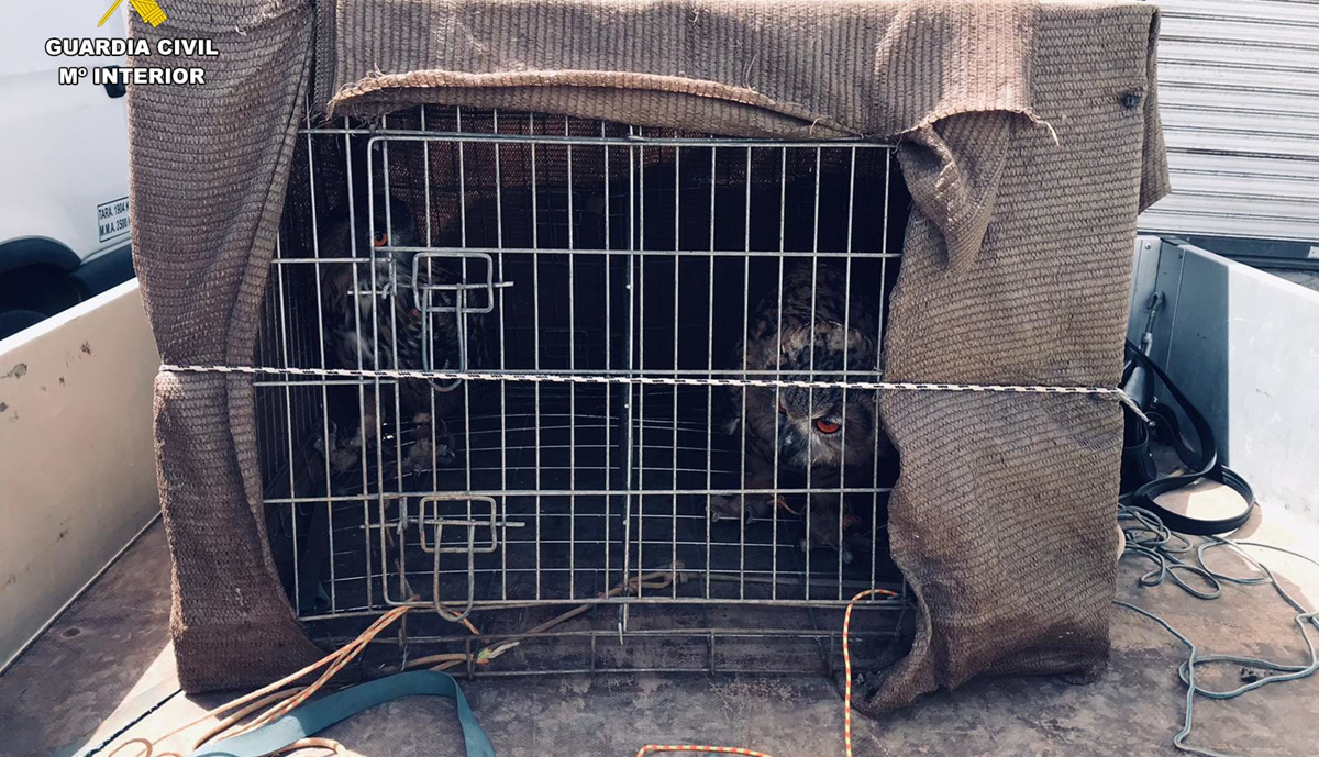 La Guardia Civil incauta los dos búhos reales a la mujer que los ...