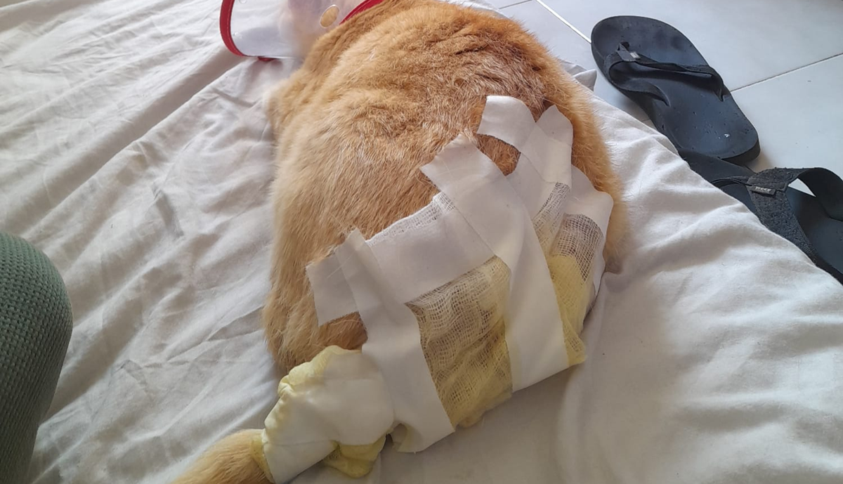 Animal abuse in Lanzarote: a cat is burned with boiling water in Costa ...