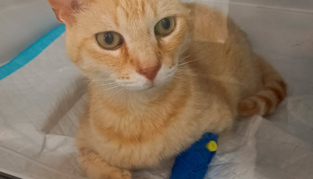 A wave of solidarity saves Coque, the cat injured with a boiling liquid ...