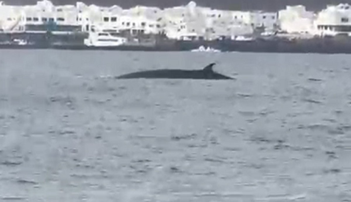 Avistan un rorcual tropical muy cerca de la costa de Órzola