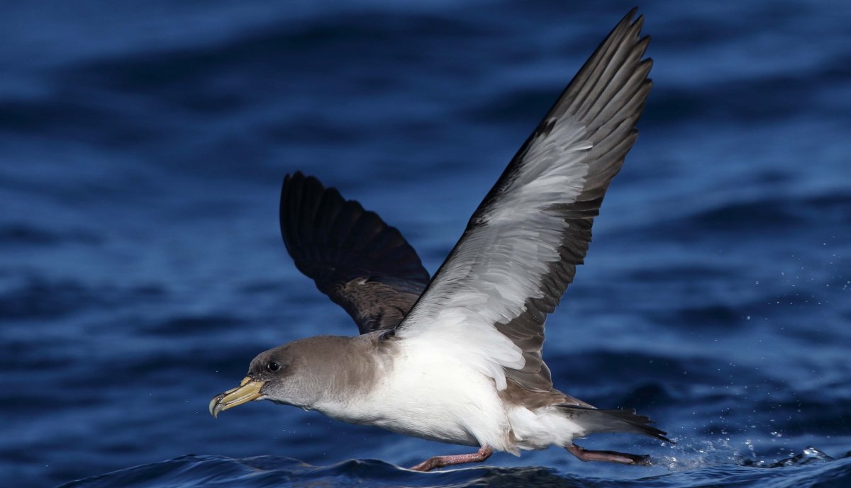Fred Olsen reduce la luz en sus viajes nocturnos en Playa Blanca para proteger a la pardela