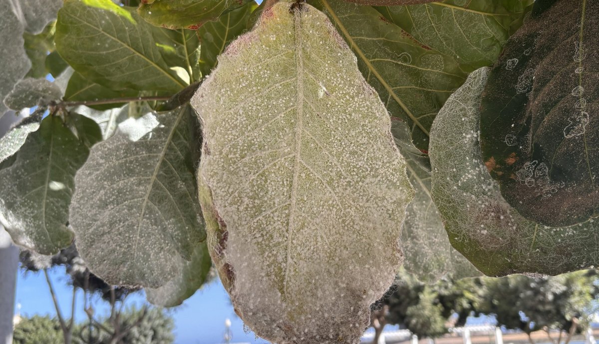 Un vecino denuncia el mal estado de los árboles del Parque José Ramírez ...