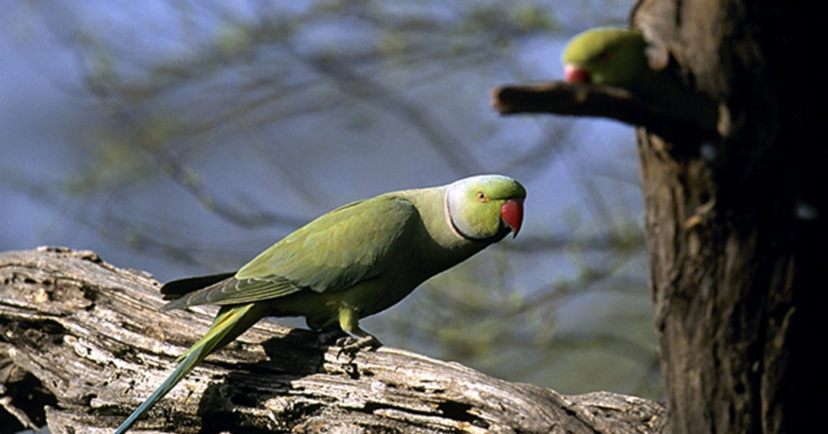 From pet to invasive species: Kramer's parrot expands uncontrollably in ...